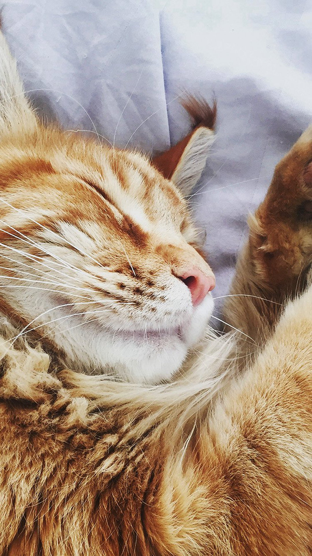 Cute Cat Sleeping Wallpaper