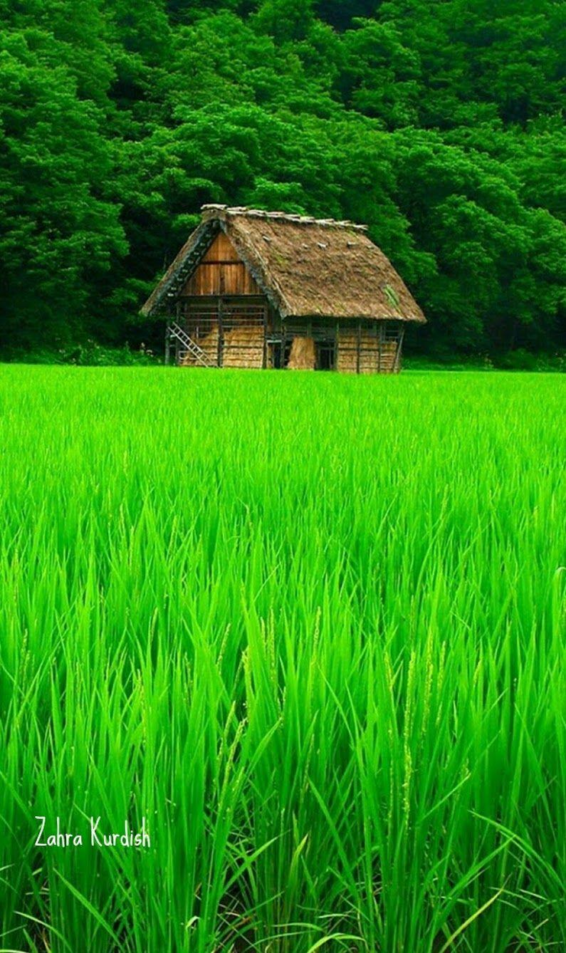 Paddy Green